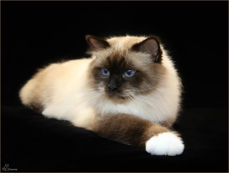 Kitten and Cat Available | Advertisements